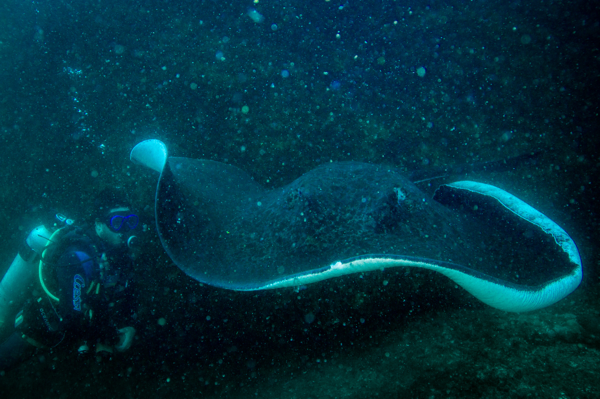 Scuba Diving Wolf Rock - Monique Lives Life - Travel Blogger