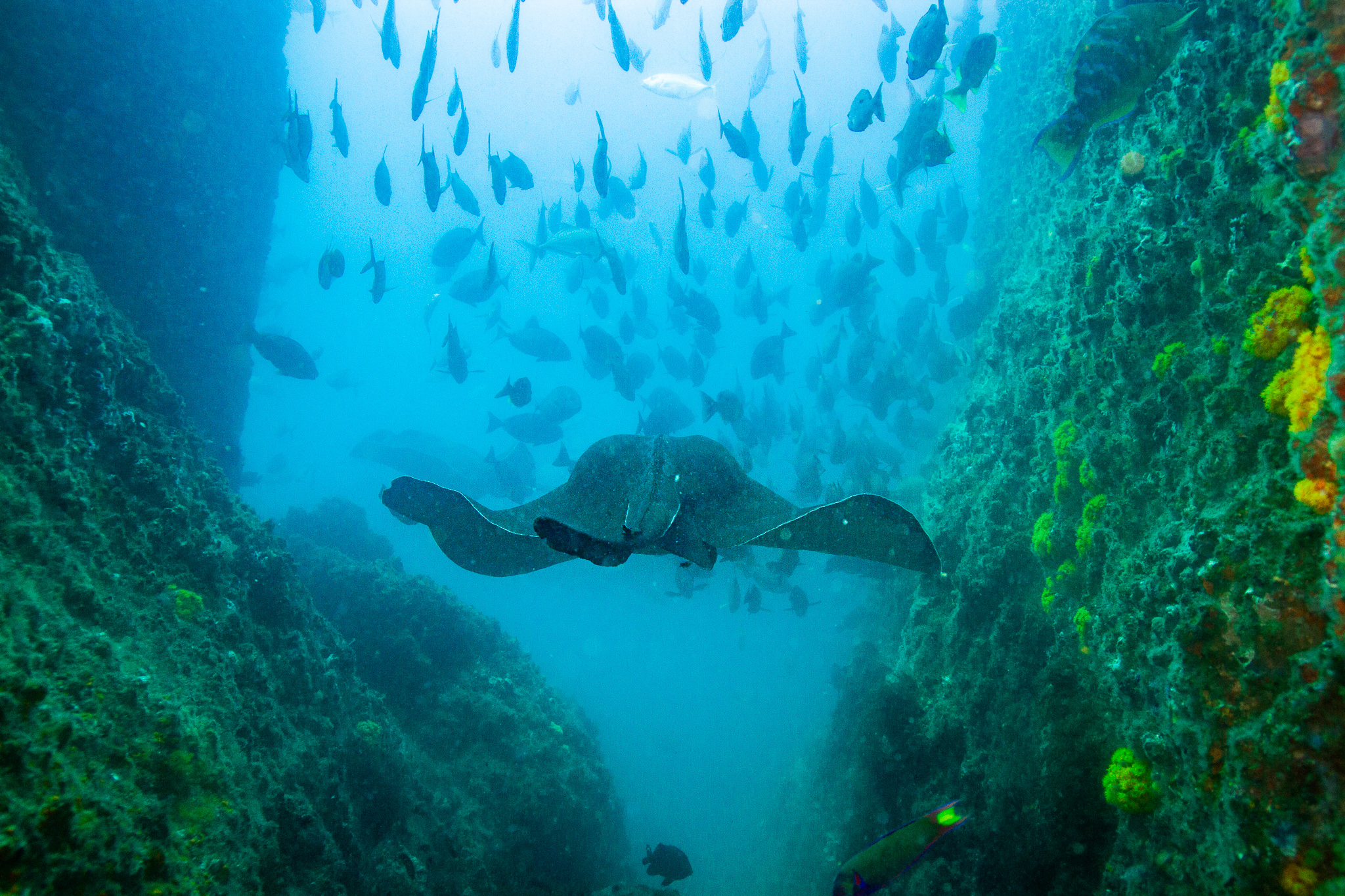 Scuba Diving Wolf Rock - Monique Lives Life - Travel Blogger