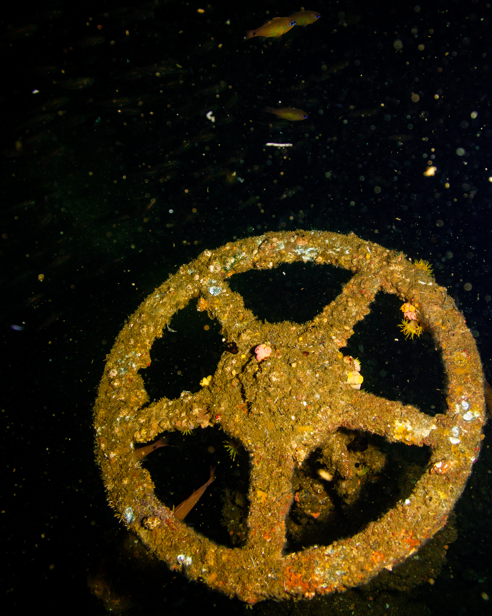 Scuba Diving Ex-HMAS Brisbane - Monique Lives Life - Travel Blogger