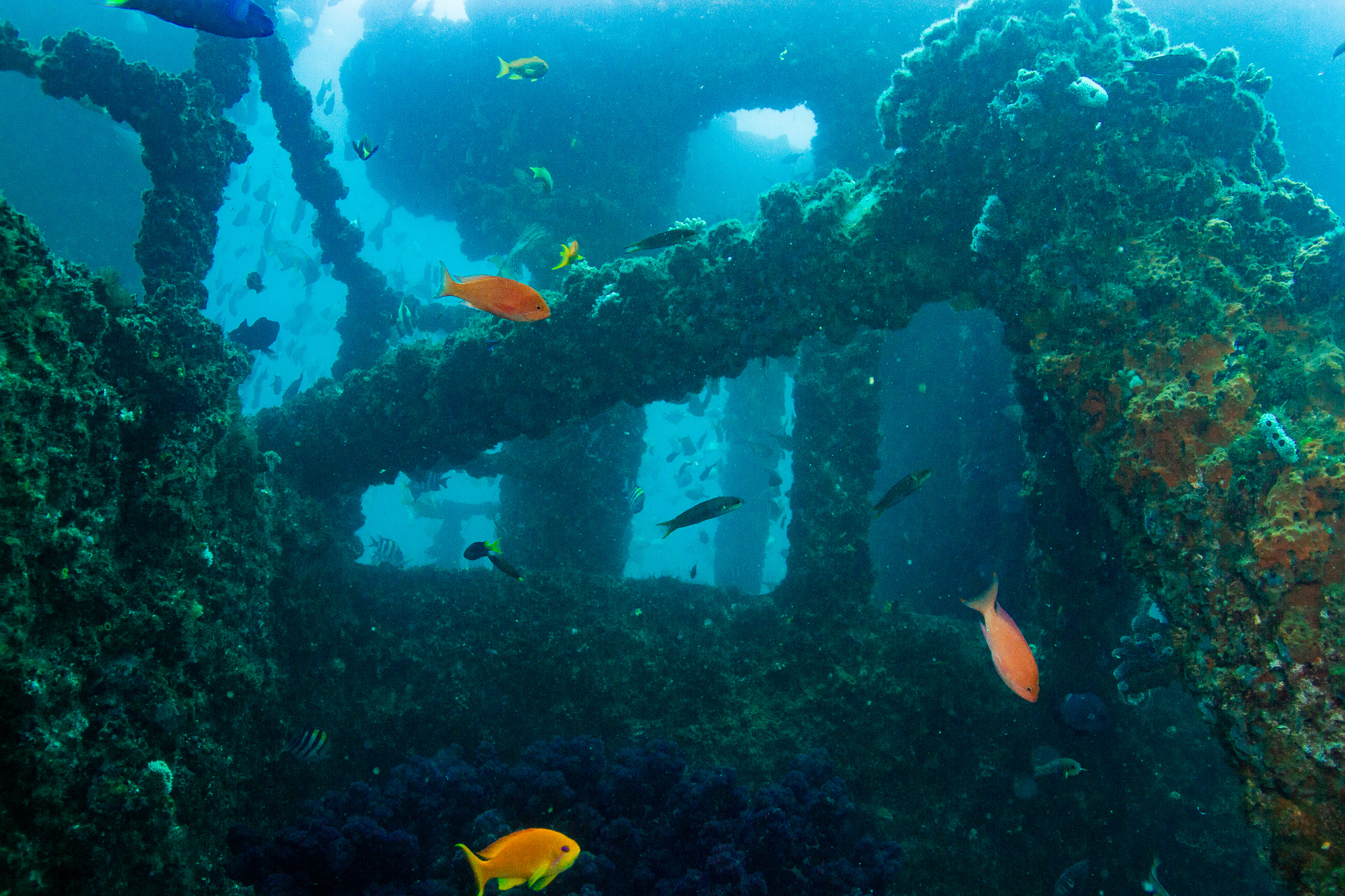 Scuba Diving Ex-HMAS Brisbane - Monique Lives Life - Travel Blogger