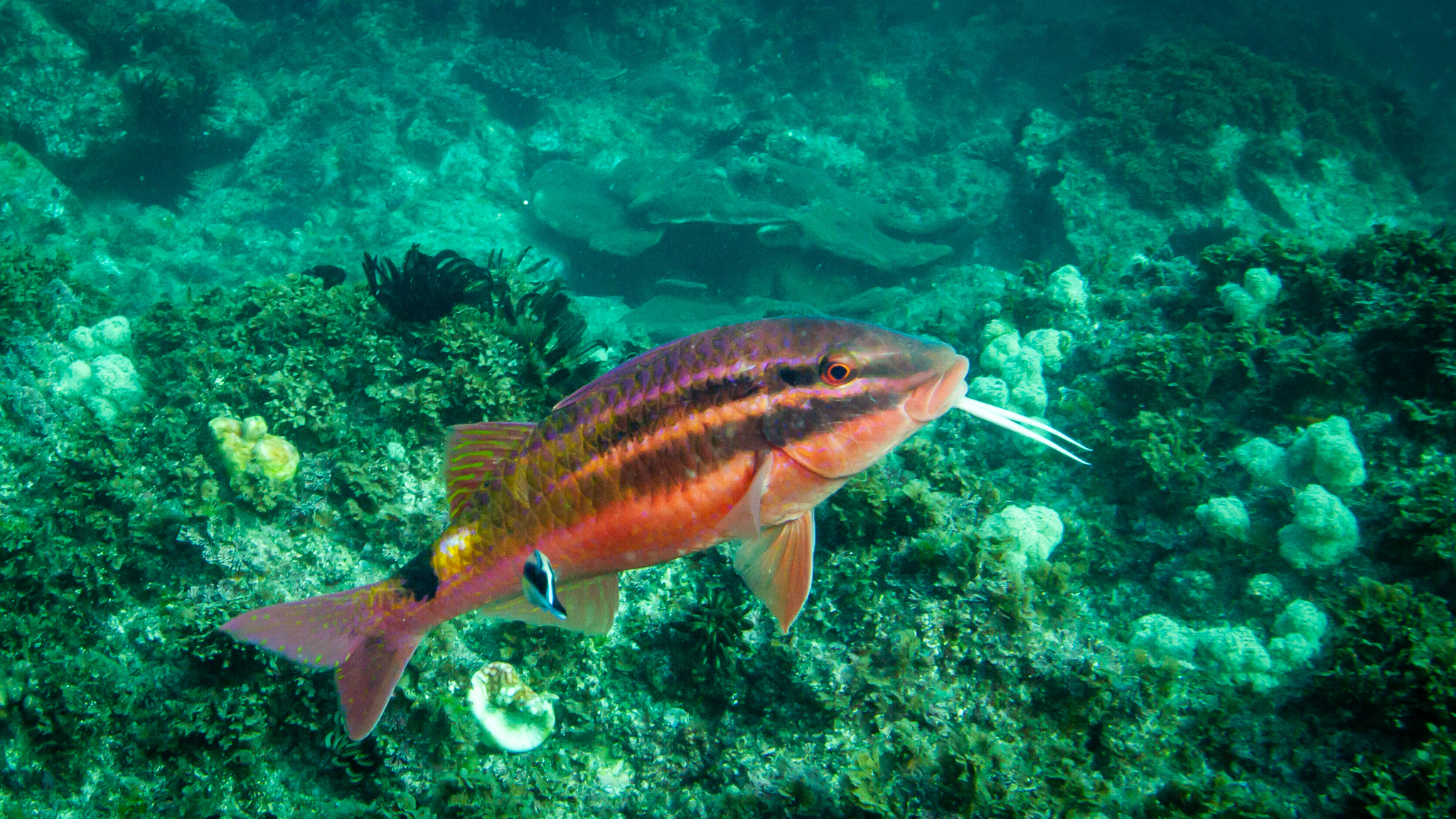 Scuba Diving Julian Rocks NSW - Monique Lives Life - Travel Blogger