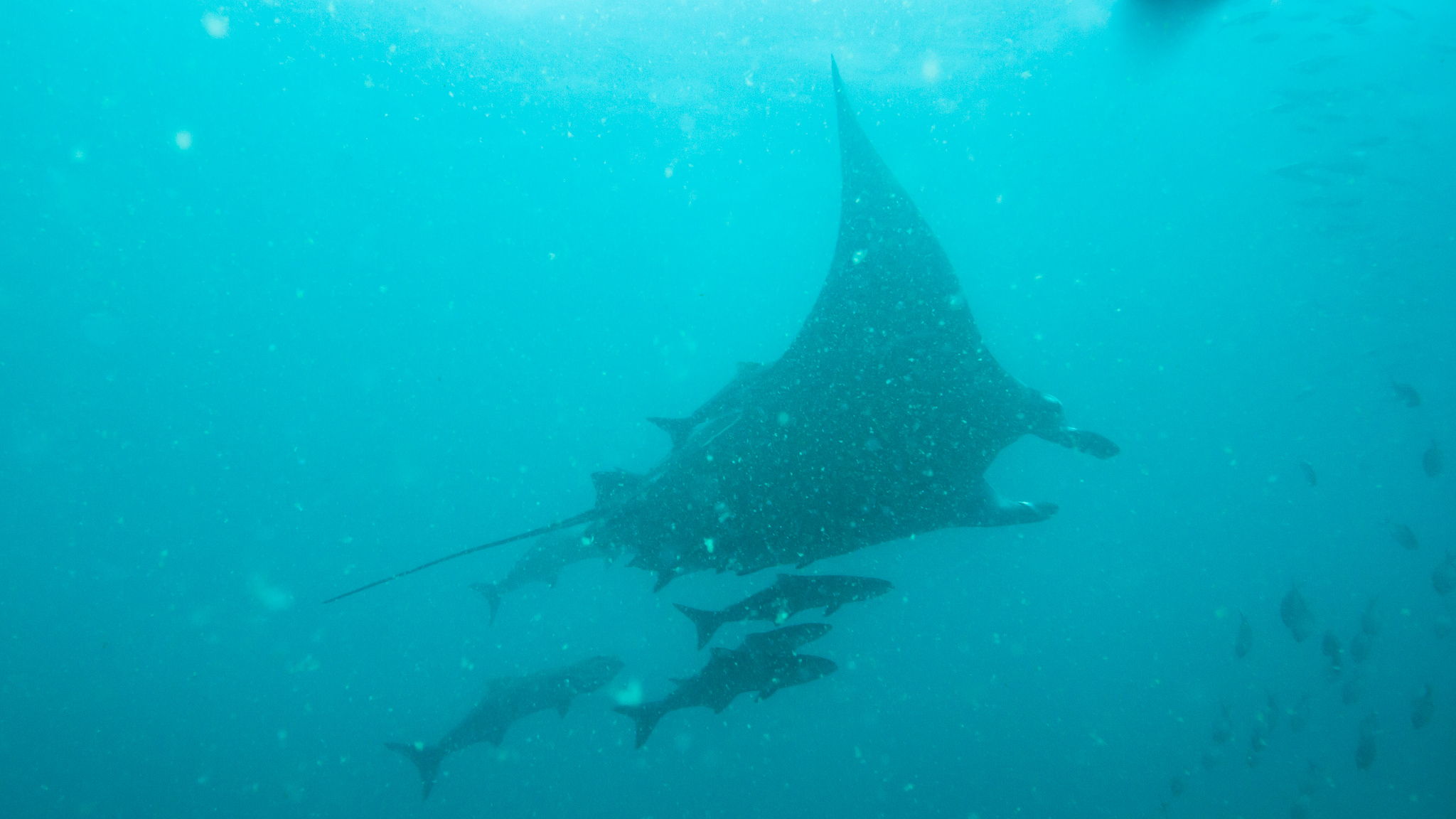 Scuba Diving Julian Rocks NSW - Monique Lives Life - Travel Blogger